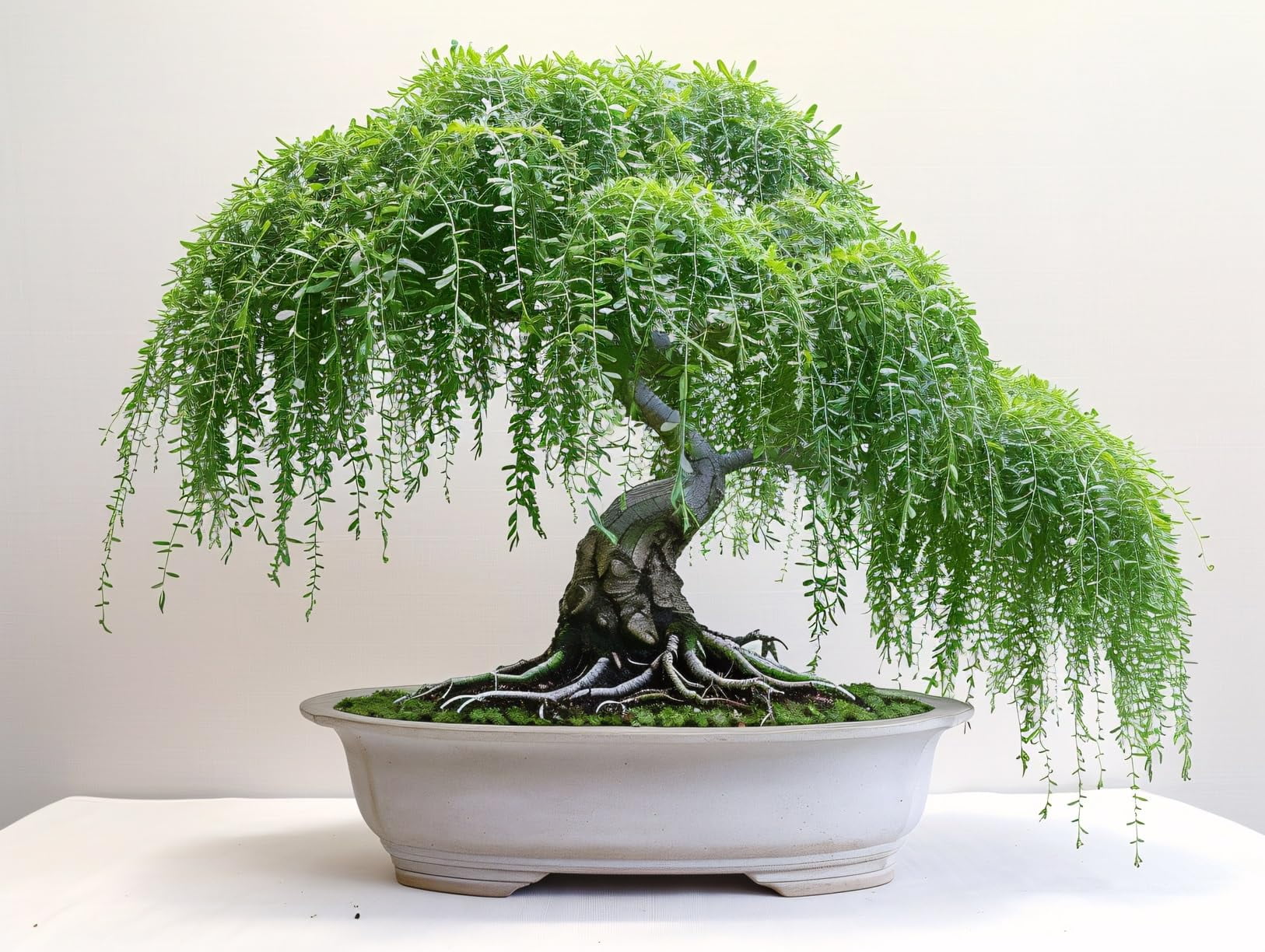 Weeping Willow Tree Cutting - Thick Trunk Start, Dwarf Bonsai Material ...