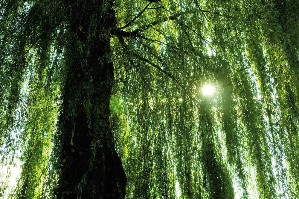 Weeping Willow Tree - Live Plant - Fast Growing, Arching Canopy ...