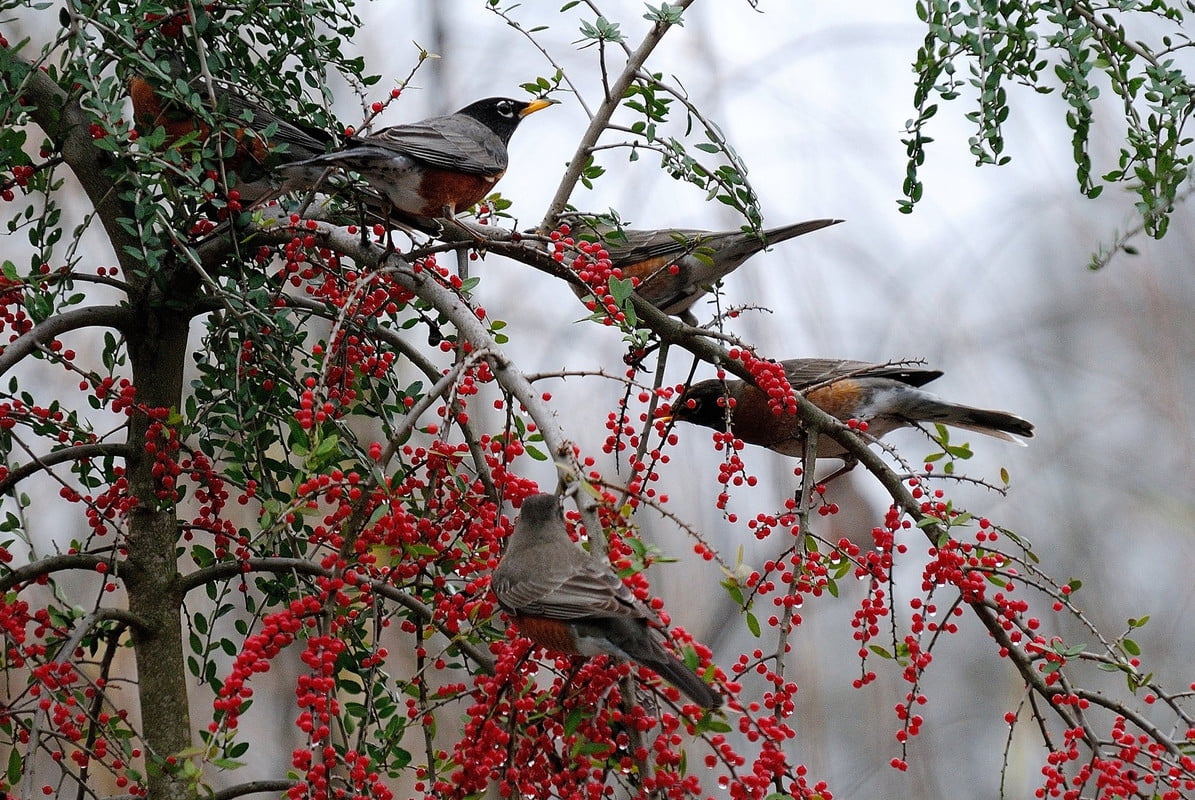 Weeping Yaupon Holly Plant 4-7" Tall for Planting, Ilex Vomitoria ...