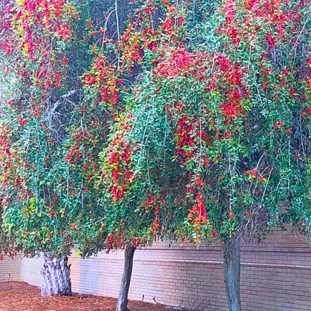 Weeping Yaupon Holly Plant Live for Planting 4 to 6 Inch Tall, Weeping ...