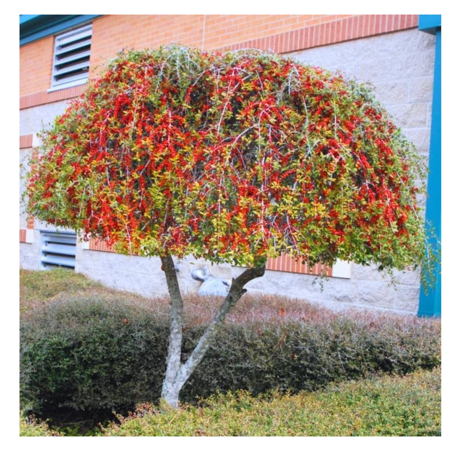 Weeping Yaupon Holly Plant Live for Planting 4 to 6 Inch Tall, Weeping ...