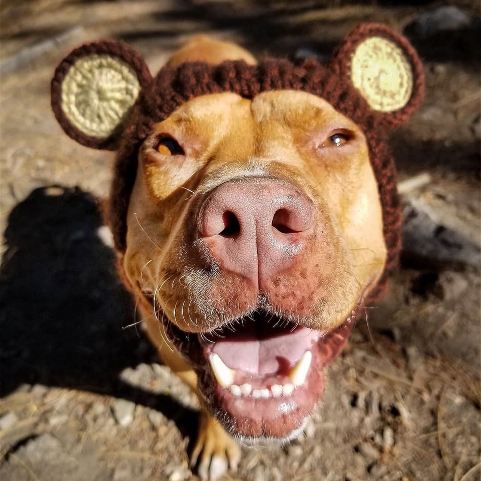 Weerihhol Animals Snoods For Dogs Ear Protector & Neck Warmer Dog Snood ...