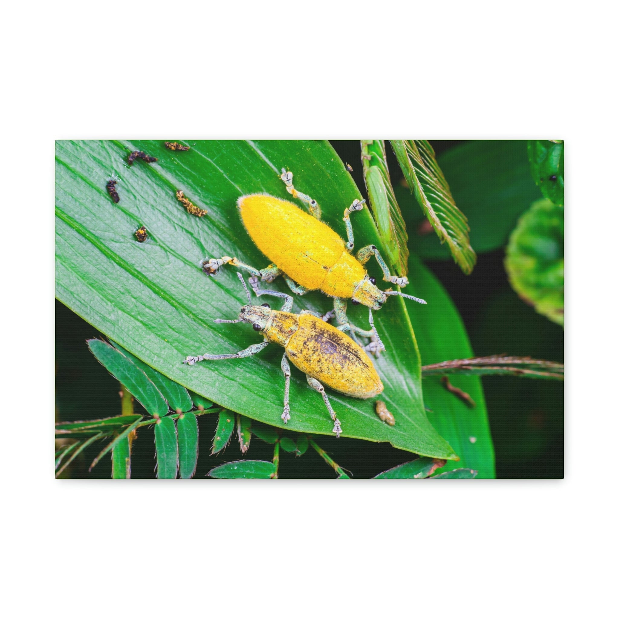 Weevil Couple Weevil Couple Print Animal Wall Art Wildlife Canvas ...