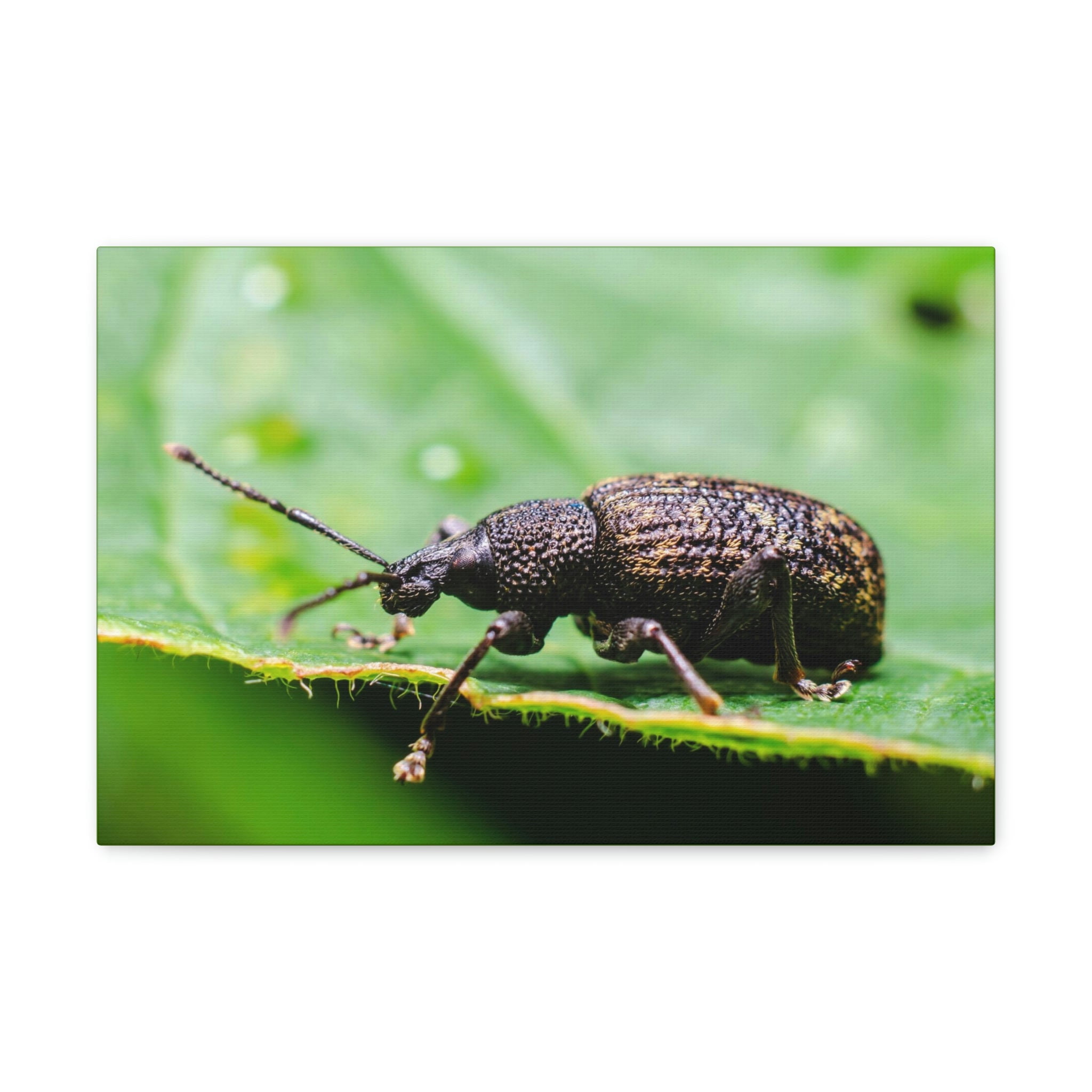 Weevil Hunting Weevil on Hunt Print Animal Wall Art Wildlife Canvas ...