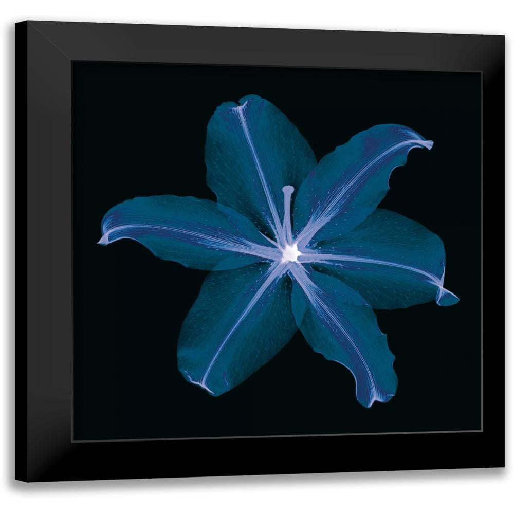 Wehtje, Jim 15x15 Black Modern Framed Museum Art Print Titled - Lily ...