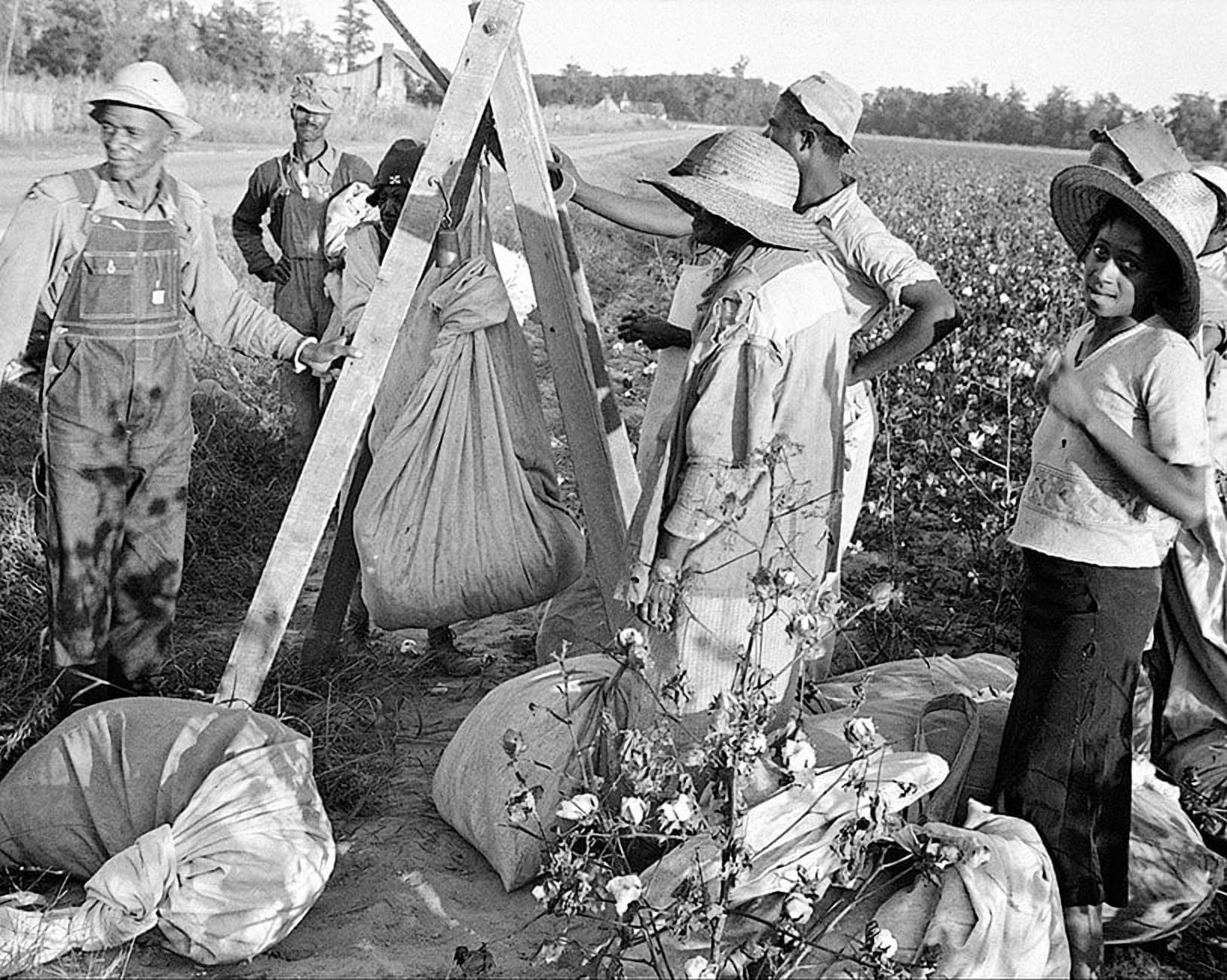 Weighing in Cotton, Pulaski County, Arkansas - 20x30 Inch Laminated ...