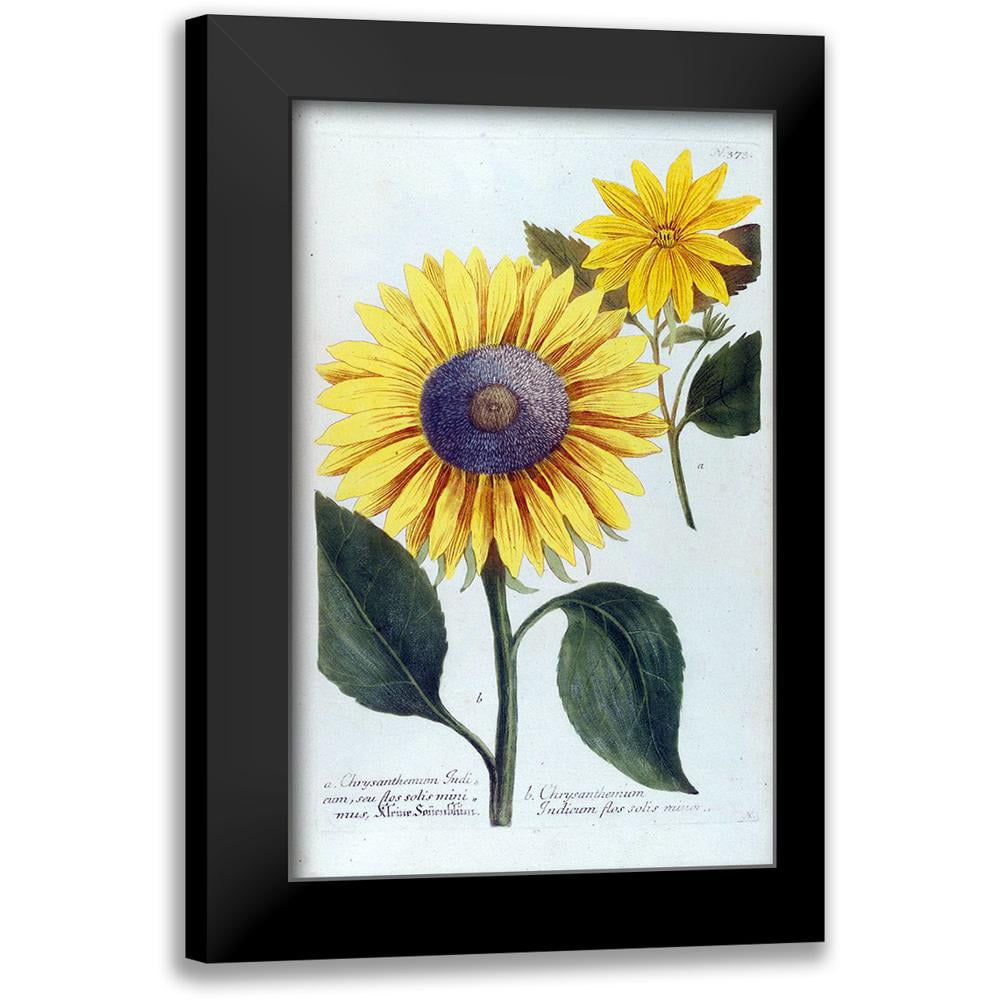 Weinmann, Jacob 13x18 Black Modern Framed Museum Art Print Titled ...