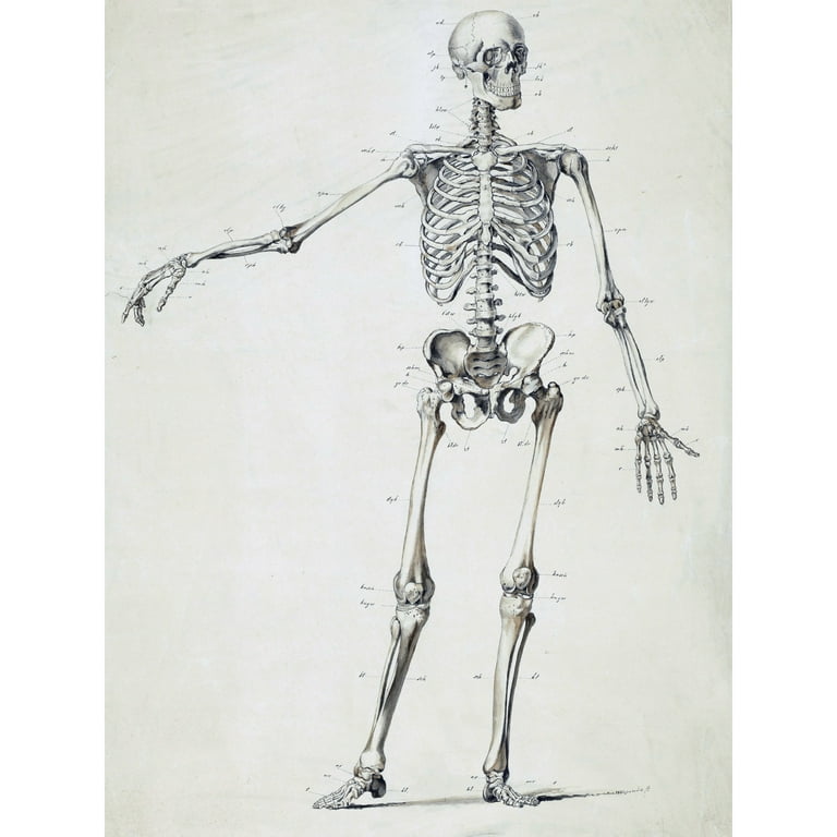 Human Skeleton Drawing