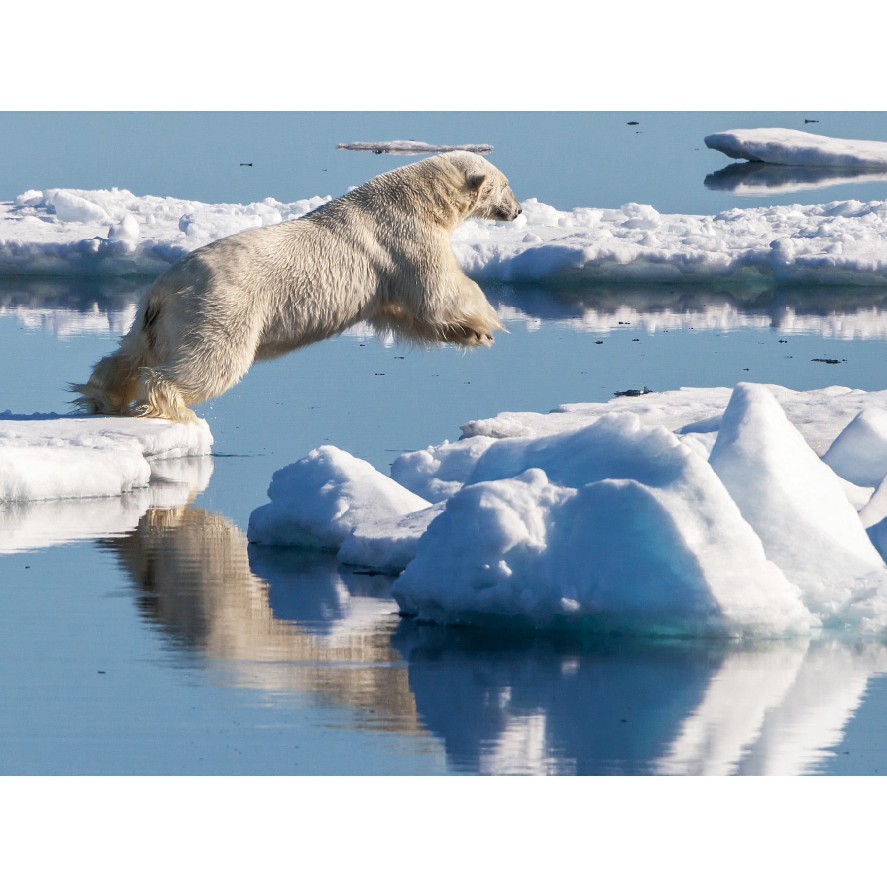 Weith Male Polar Bear Hunting Seal Svalbard Ice Photo Extra Large XL ...