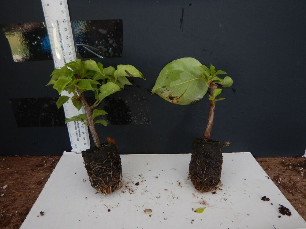 Well Rooted **CALIFORNIA GOLD** Bougainvillea starter/plug plant*SHIPS ...