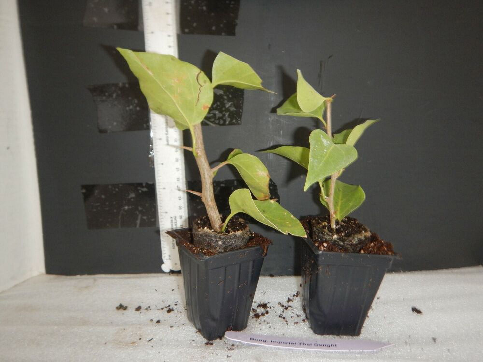 Well Rooted**DOUBLE RED**Live Bougainvillea starter/plug plant**RARE ...