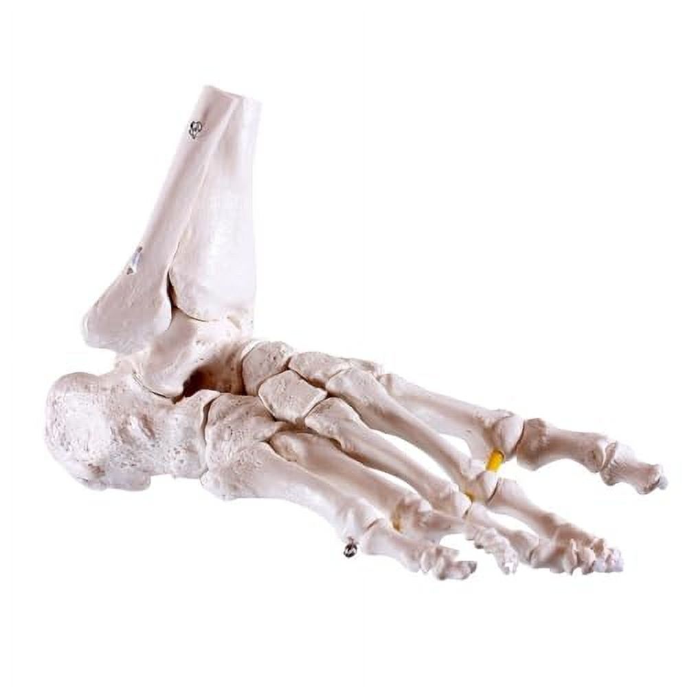 Wellden Anatomical Foot Demonstration Model, Elastic, Flexible, Life ...