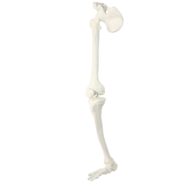 Wellden Anatomical Human Lower Limb Skeleton Model Models & Educational ...