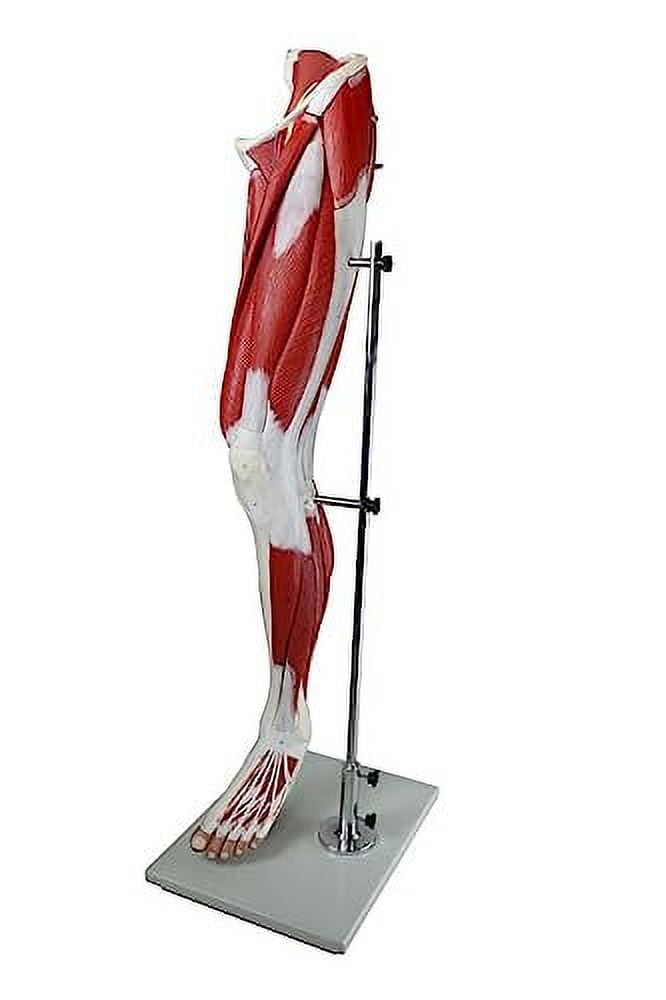 Wellden Deluxe Medical Anatomical Muscular Leg Model, 13 Parts, Life ...