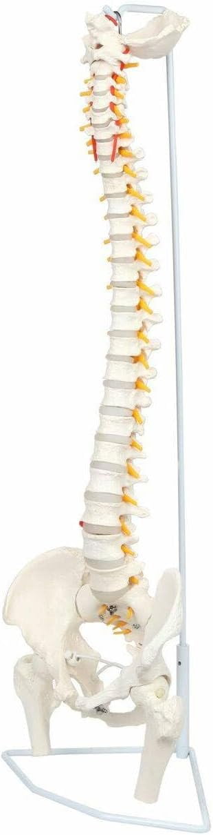 Wellden Medical Anatomical Classic Spine Model with Femur Heads ...