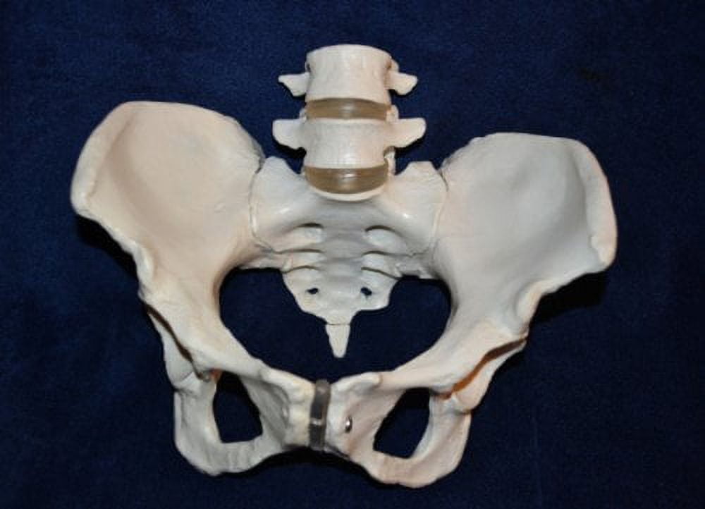 Wellden Medical Anatomical Female Pelvis Skeleton Model, with 4th, 5th ...