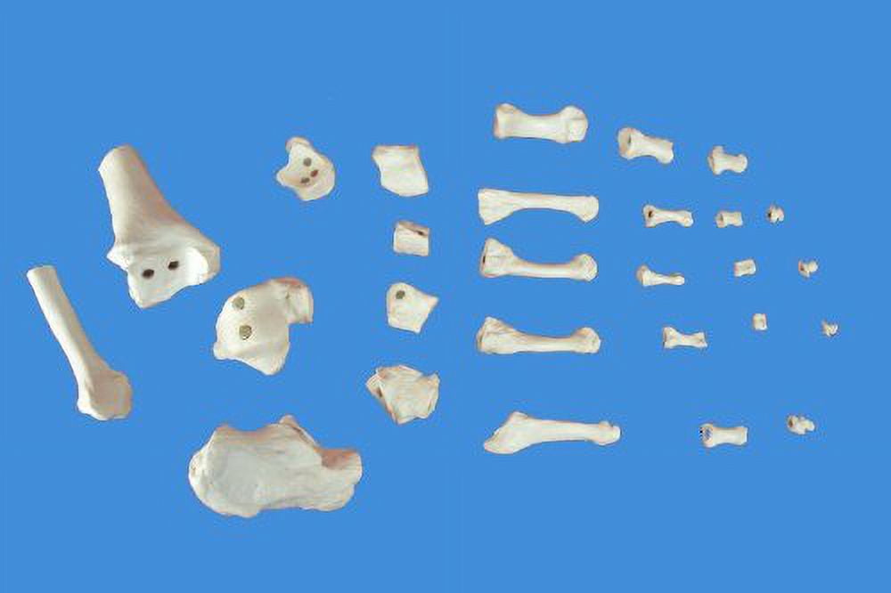 Wellden Medical Anatomical Foot Skeleton Model,disarticulated and ...