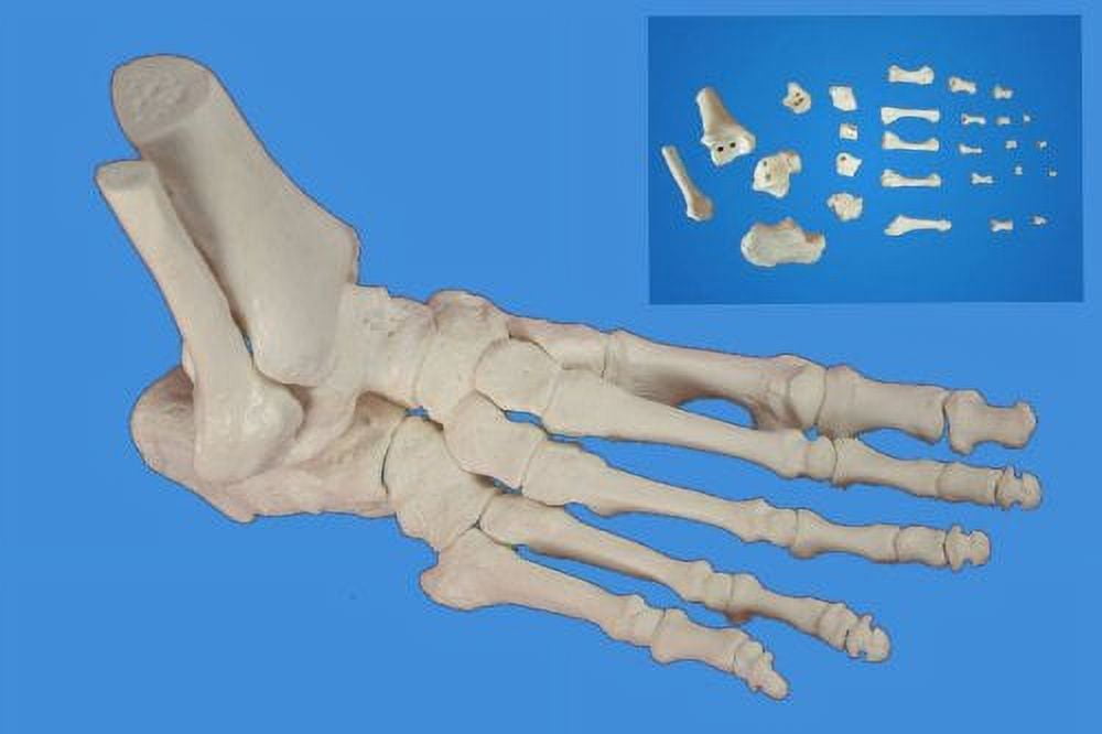 Wellden Medical Anatomical Foot Skeleton Model,disarticulated and ...