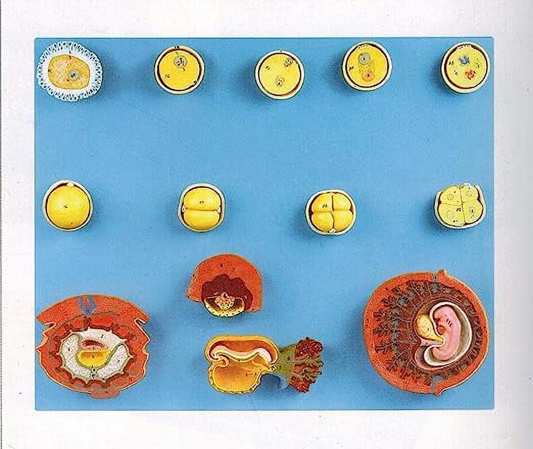 Wellden Medical Anatomical Human Fertilization and Early Embryogeny ...