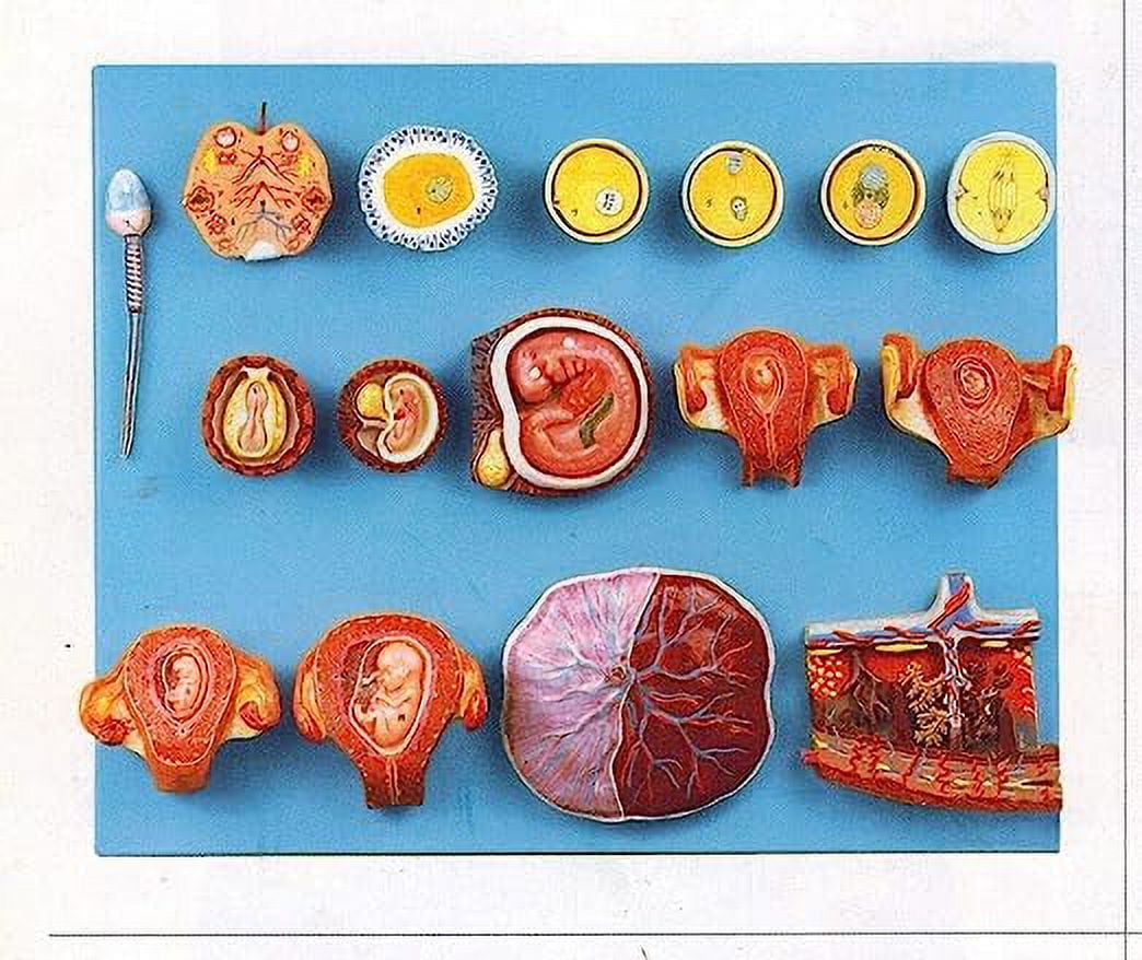 Wellden Medical Anatomical Human Fertilization and Intermediate ...