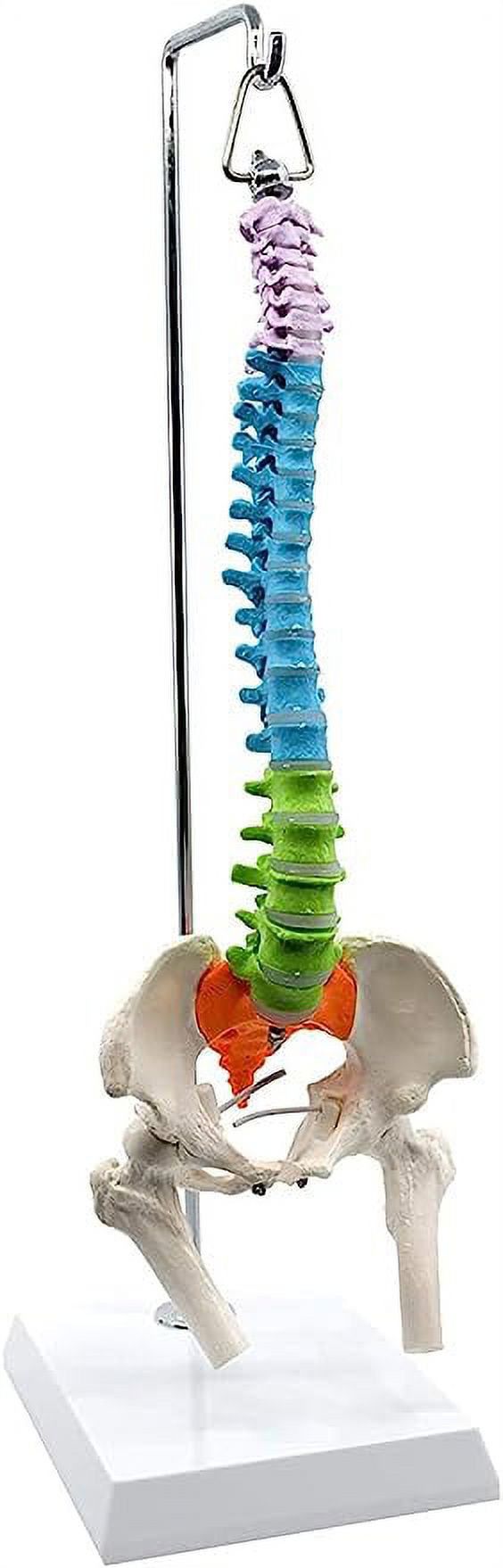 Wellden Medical Anatomical Mini Spine with Femur/Nerve, Didactic ...