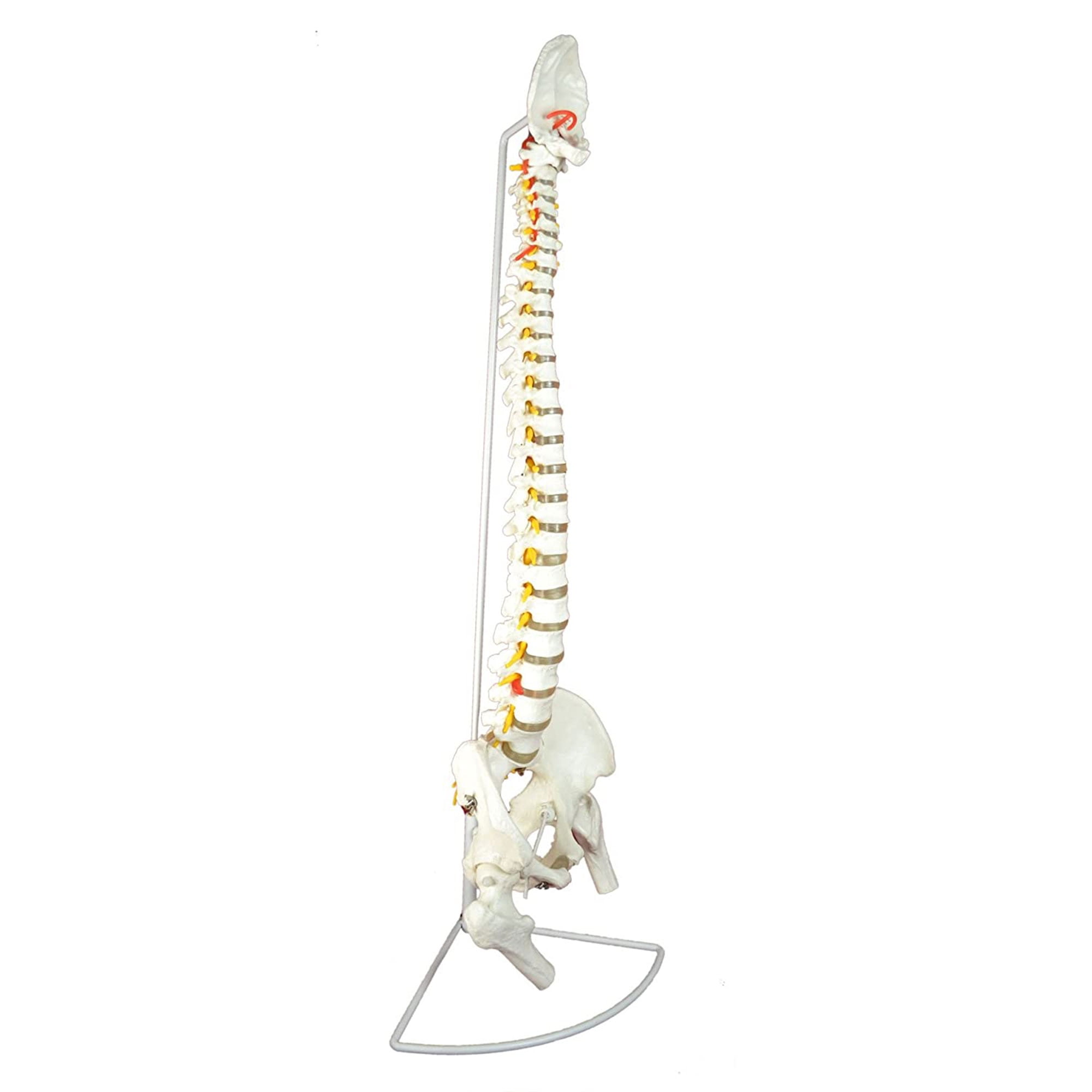 Wellden Medical Educational Deluxe Life Size 36" Human Spine Model w ...