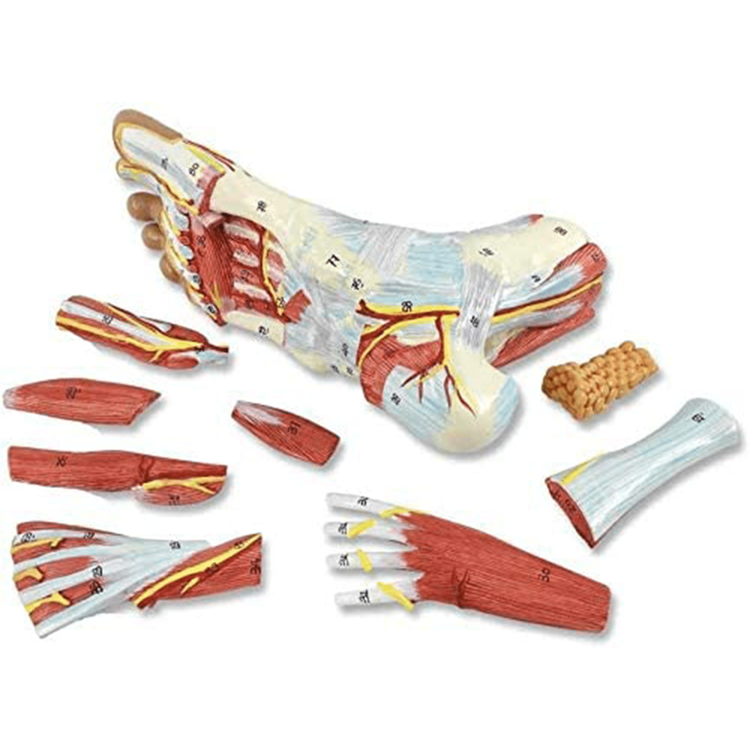 Foot Ligament Anatomy