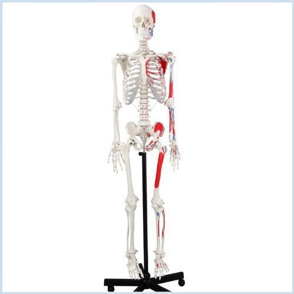Wellden Medical Life-Size Anatomical Human Skeleton Model, Muscular ...