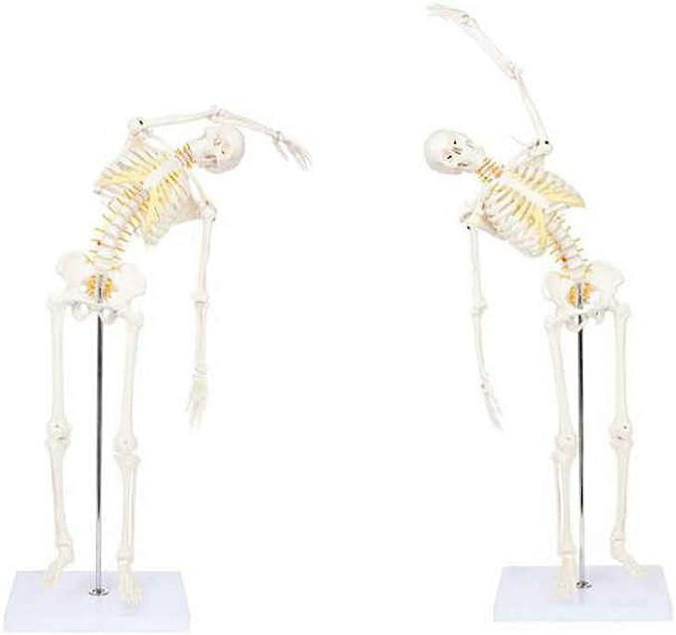 Wellden Product Anatomical Human Skeleton Model, 1/2 Life Size, 85cm ...