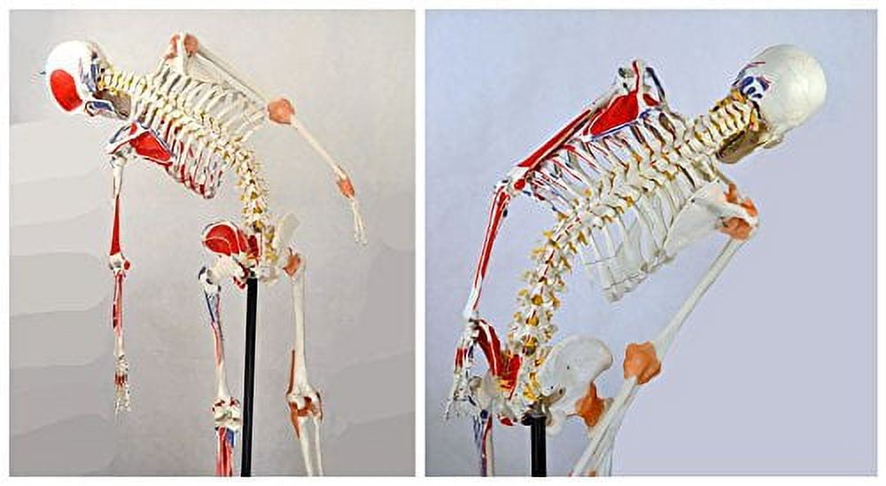 Wellden Product Medical Anatomical Human Skeleton Model, Flexible, Life ...