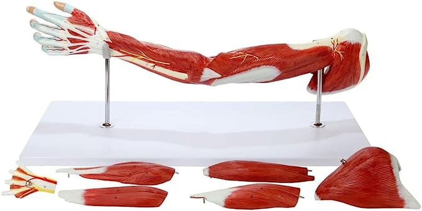 Wellden Product Medical Anatomical Muscular Arm Model, 7 Parts, Life ...