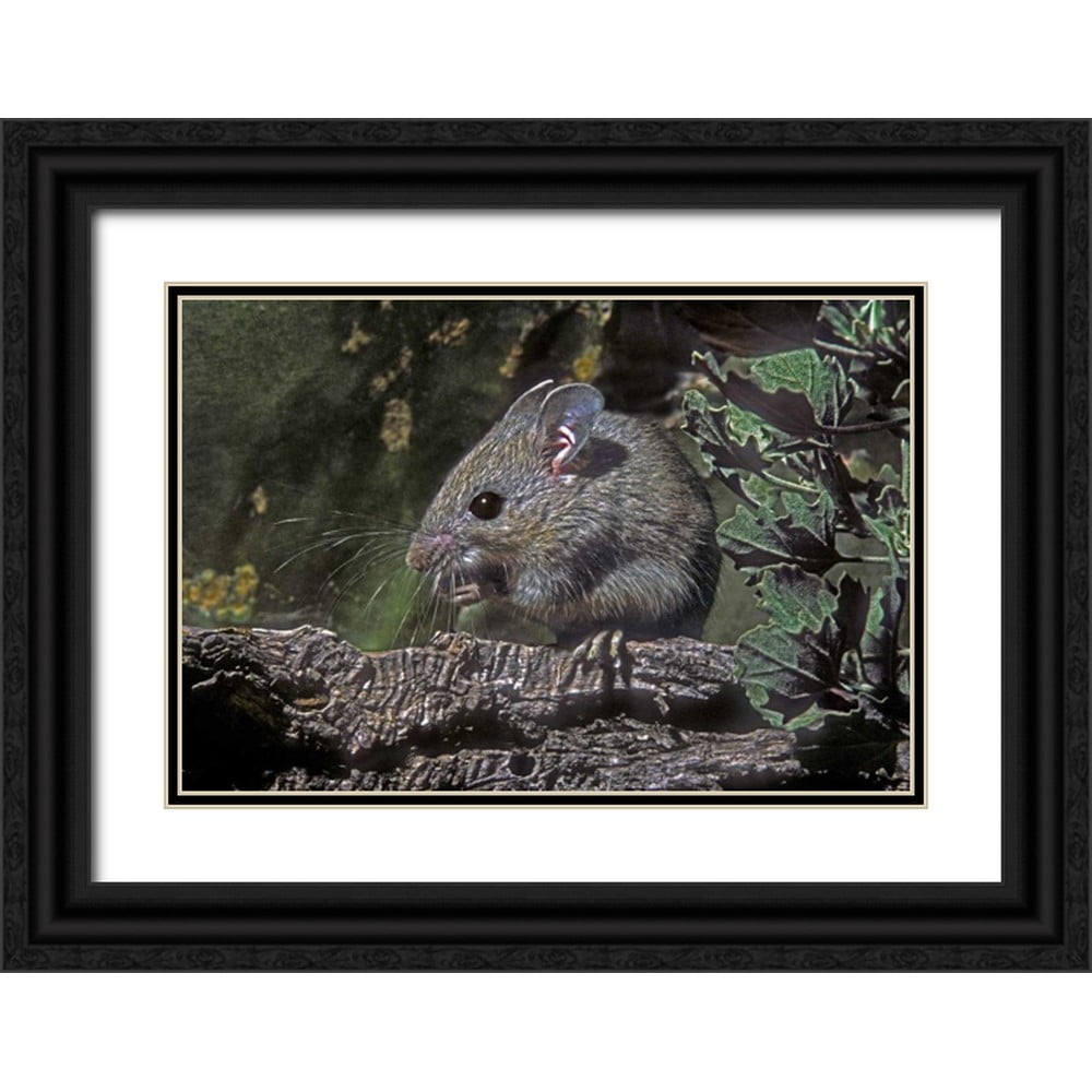 Welling, Dave 14x11 Black Ornate Wood Framed with Double Matting Museum ...