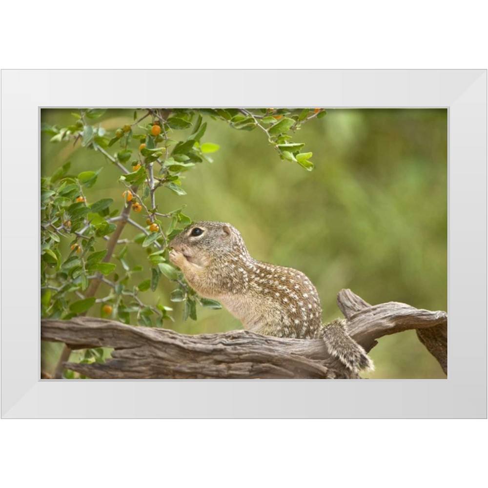 Welling, Dave 14x11 White Modern Wood Framed Museum Art Print Titled ...