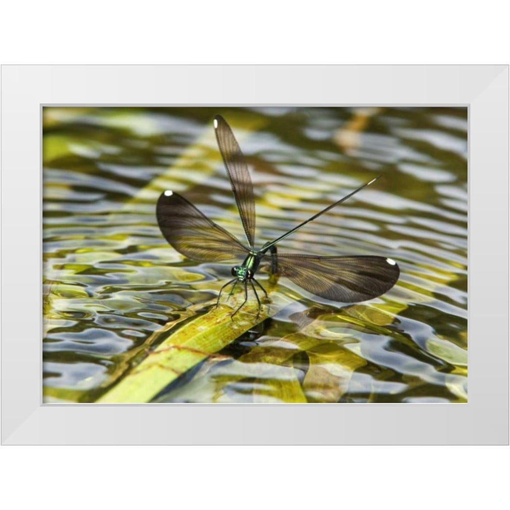 Welling, Dave 14x11 White Modern Wood Framed Museum Art Print Titled ...