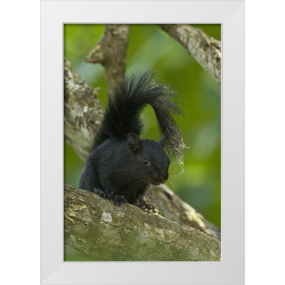 Welling, Dave 17x24 White Modern Wood Framed Museum Art Print Titled ...