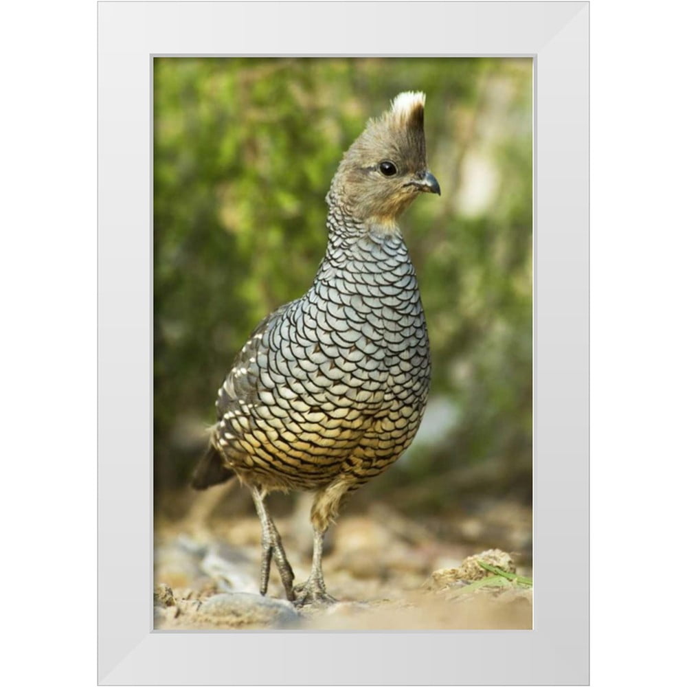 Welling, Dave 17x24 White Modern Wood Framed Museum Art Print Titled ...