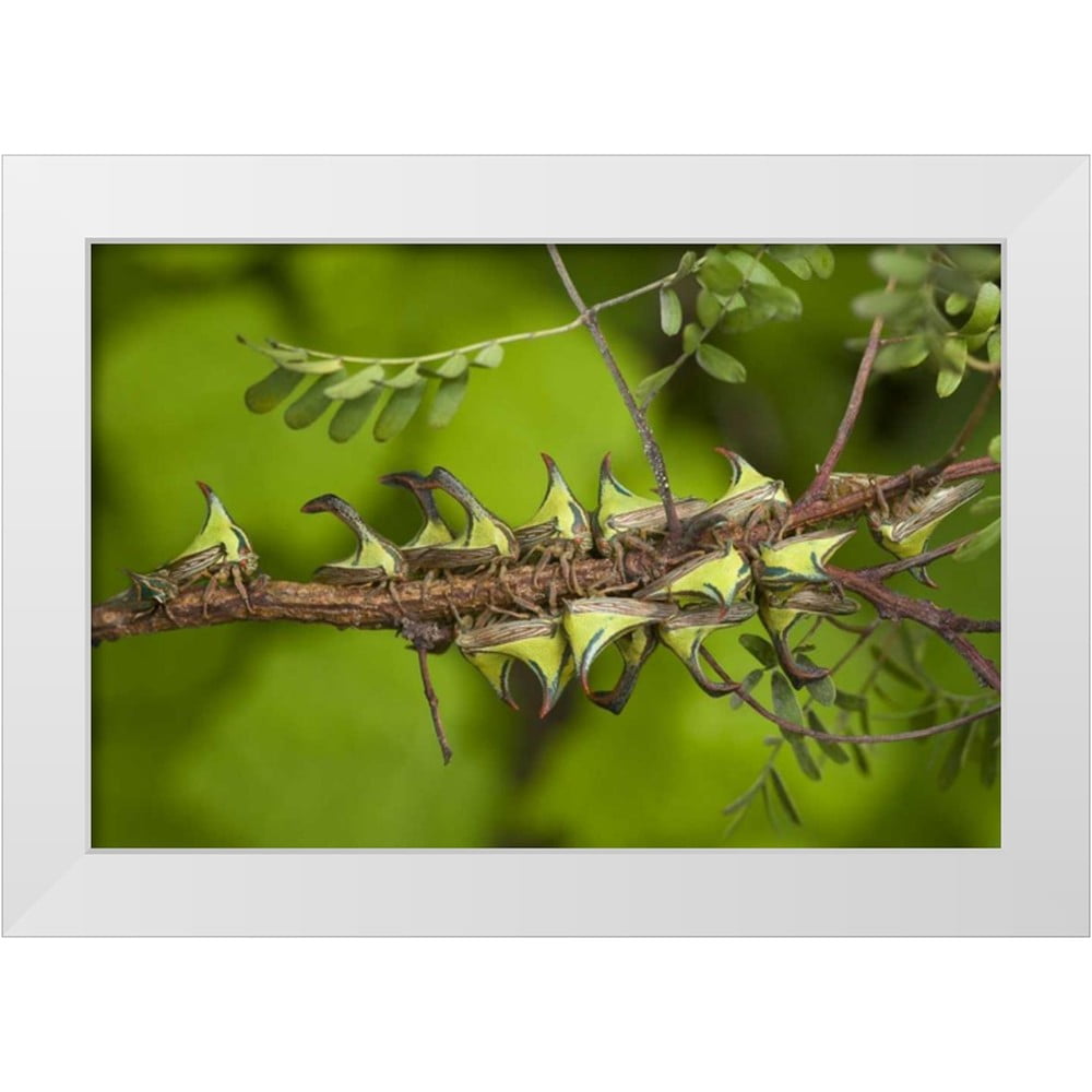 Welling, Dave 24x17 White Modern Wood Framed Museum Art Print Titled ...