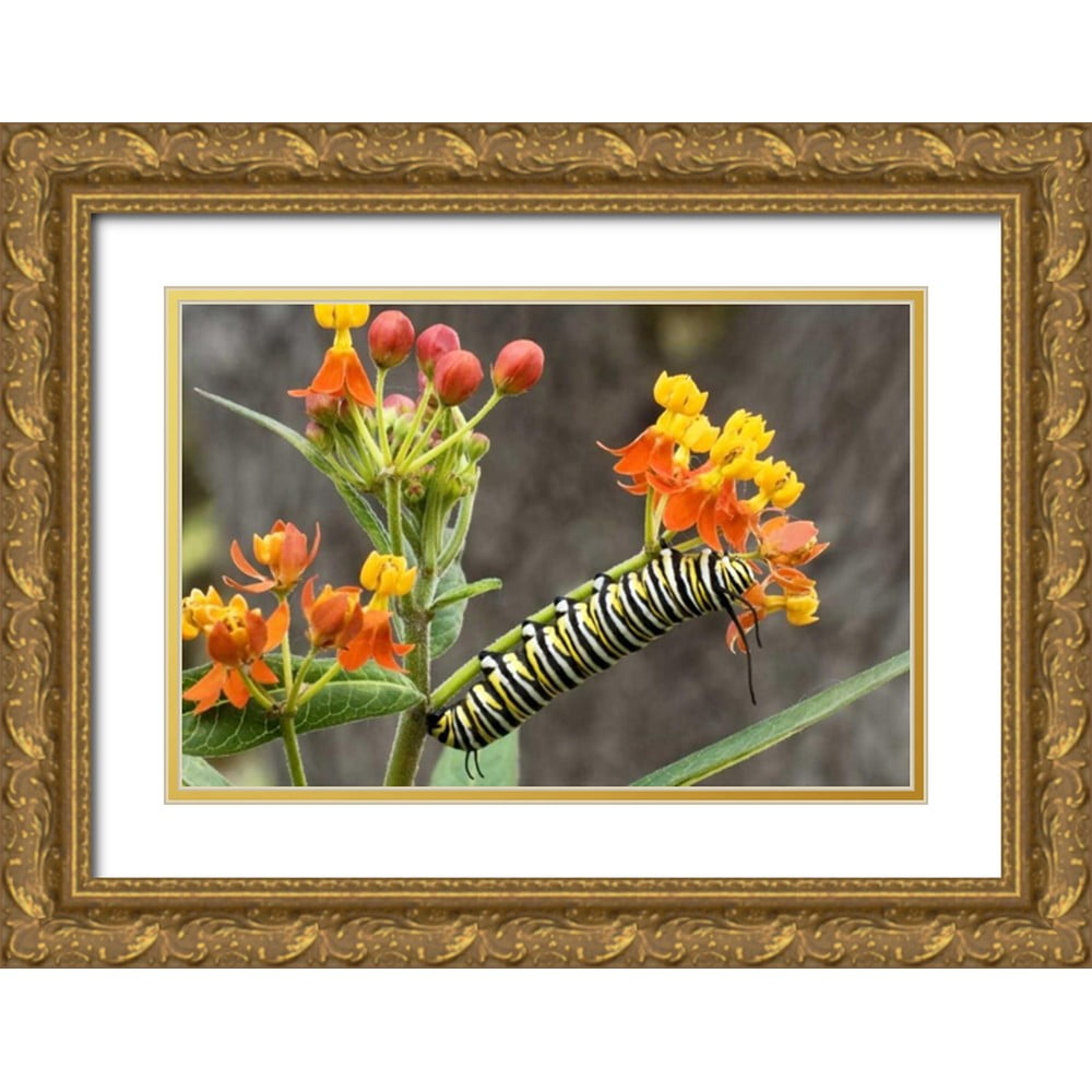 Welling, Dave 32x23 Gold Ornate Wood Framed with Double Matting Museum ...