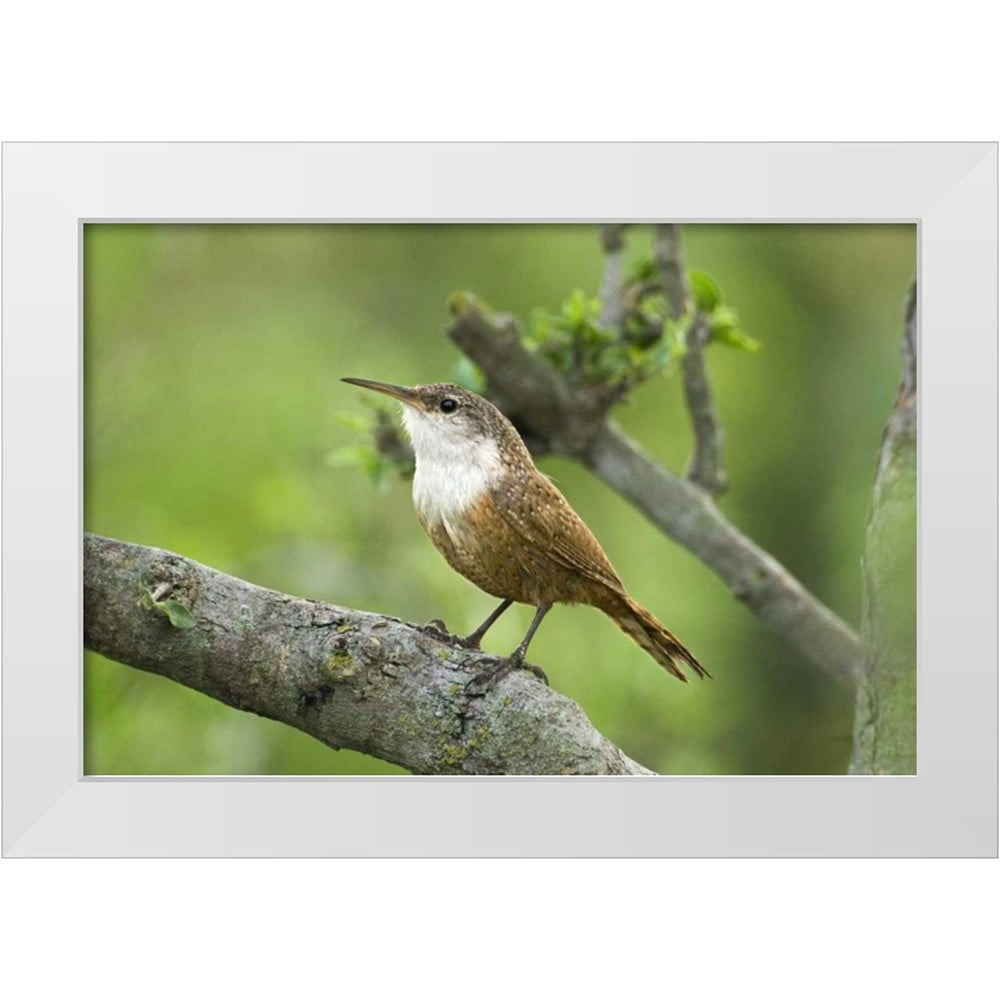 Welling, Dave 32x23 White Modern Wood Framed Museum Art Print Titled ...