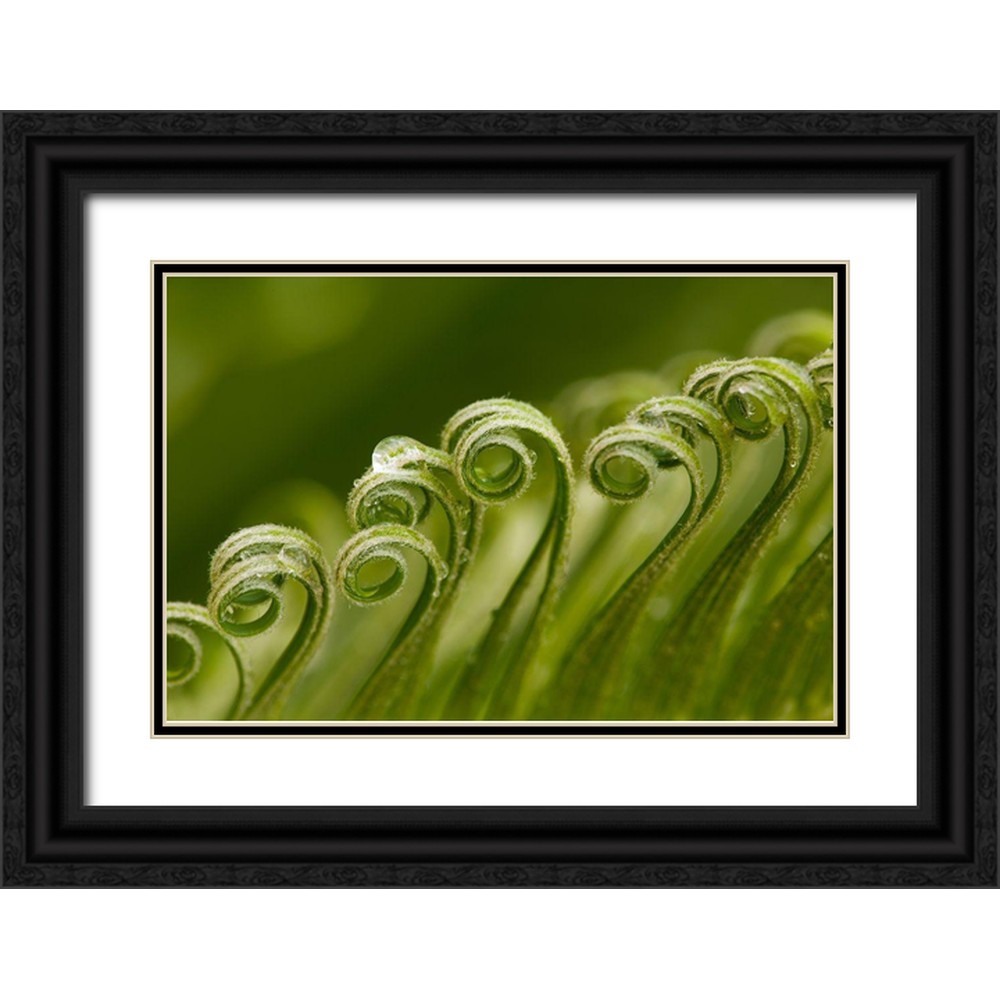 Wells, Joanne 24x17 Black Ornate Wood Framed with Double Matting Museum ...