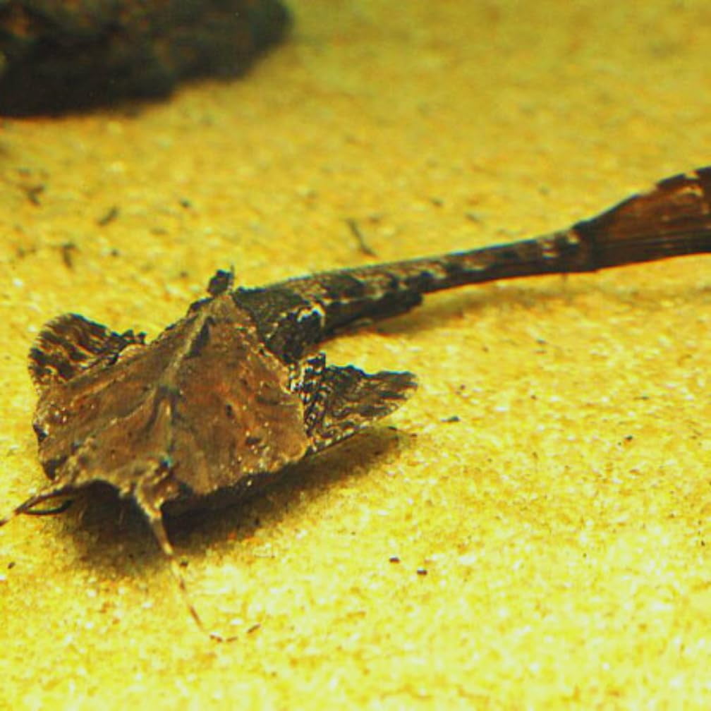 Wellsay Banjo sh (Pack of 2 sh) - Live sh for Aquarium Exotic ...