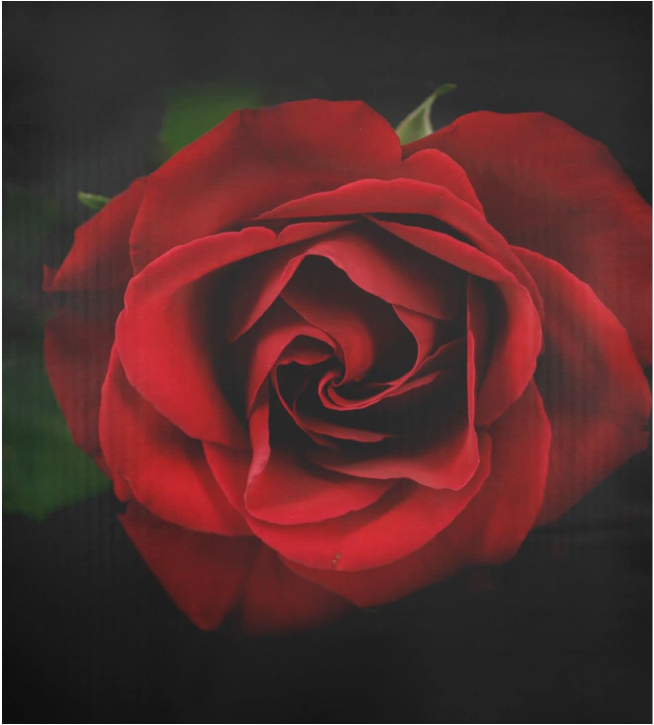 Wellsay Red Rose Flower Closeup Large Dishwasher Magnet Magnetic Cover ...