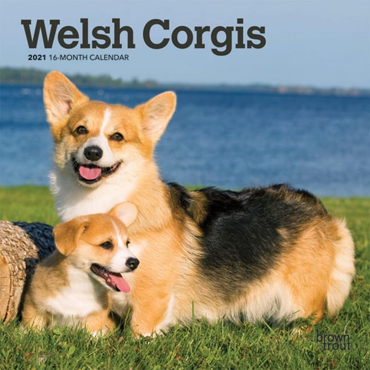 Mini Welsh Corgi