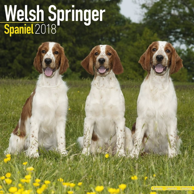 Welsh Springer Spaniel Calendar 2018 - Dog Breed Calendar - Wall ...