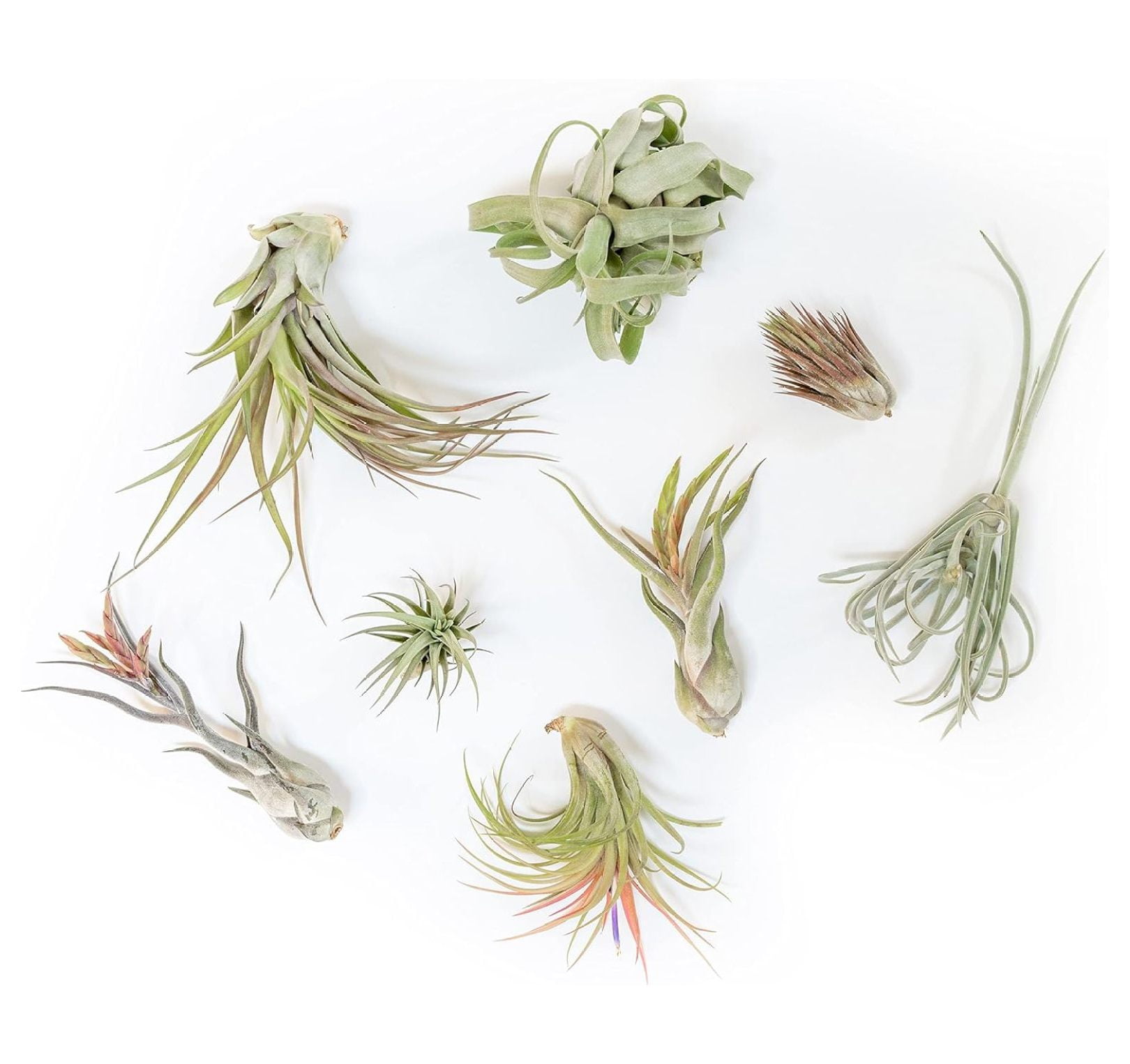 Wension 10 Pack Tillandsia Air Plant Grab Bag of Premium Medium & Large ...