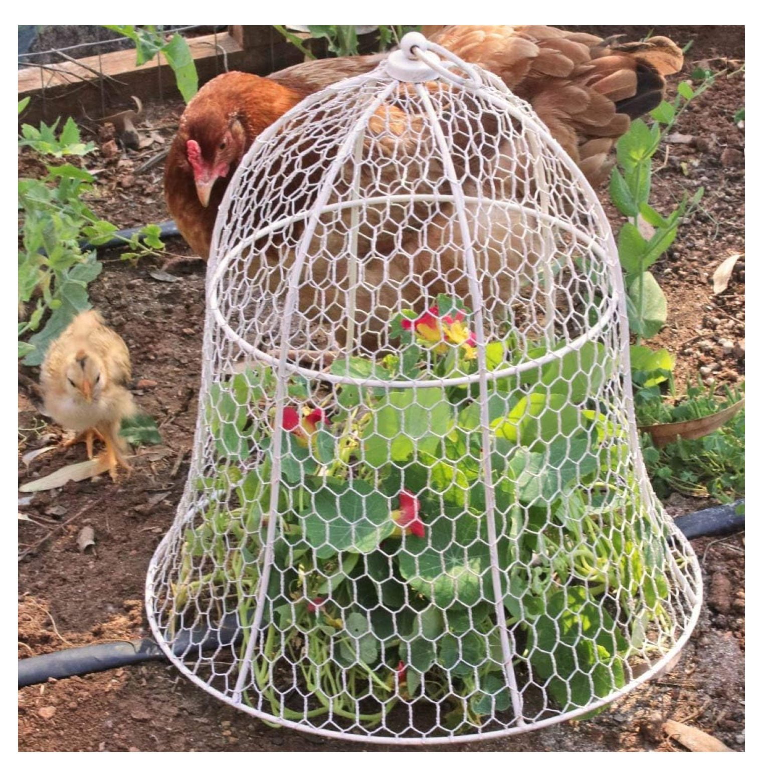 Werqueid 14" x 14" Squirrel Proof Chicken Wire Cloche for Plants Metal ...
