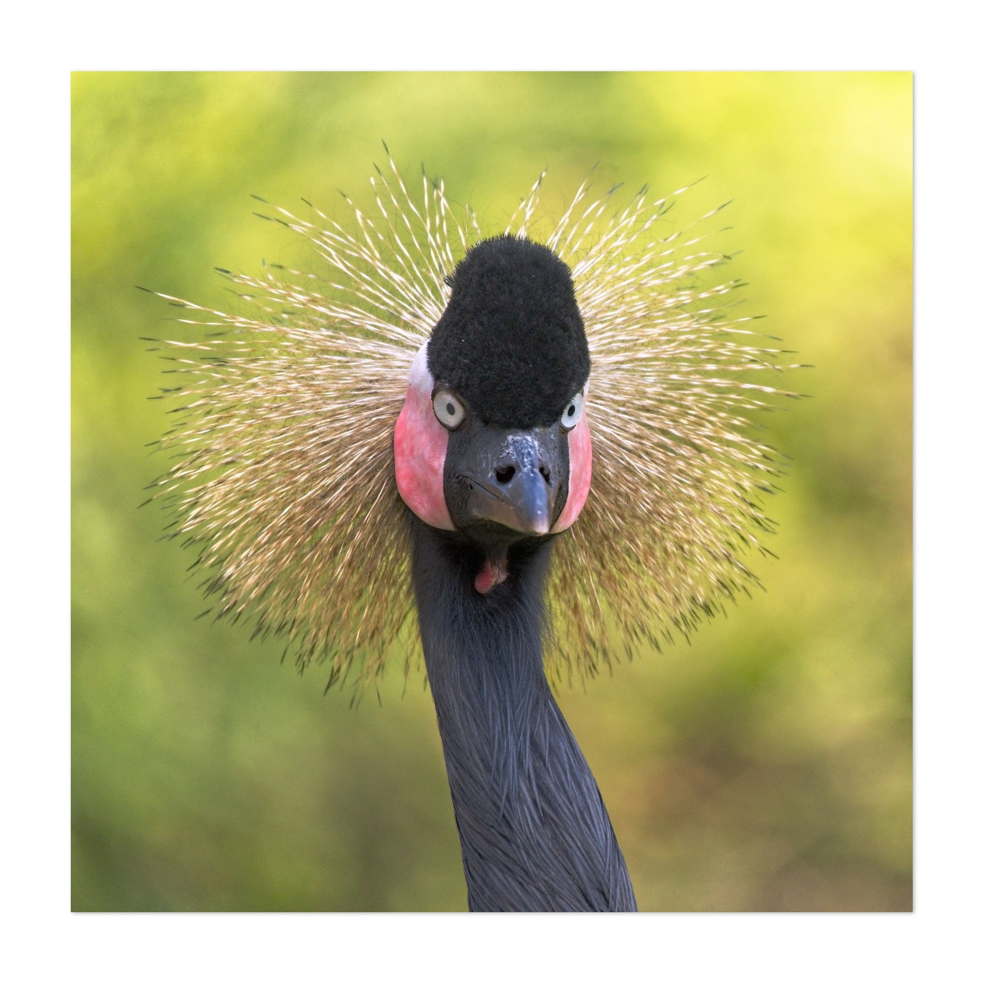 West African Black Crowned Crane - Photography Bird Wildlife Nature ...