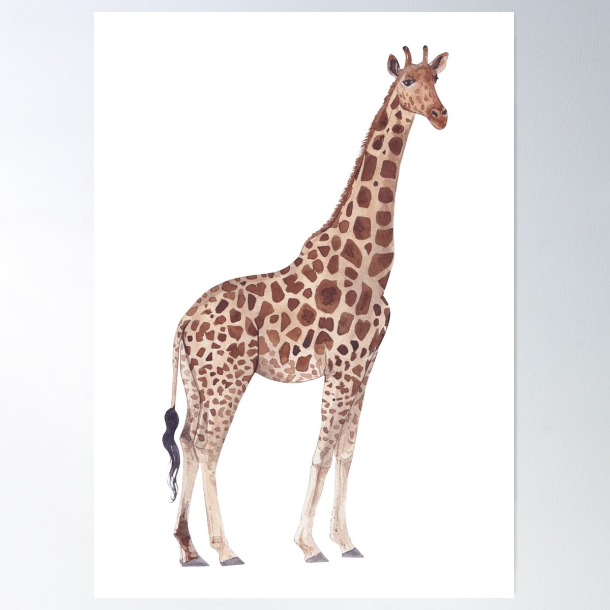 West African Giraffe-Giraffa Camelopardalis Peralta Poster Wall Art ...