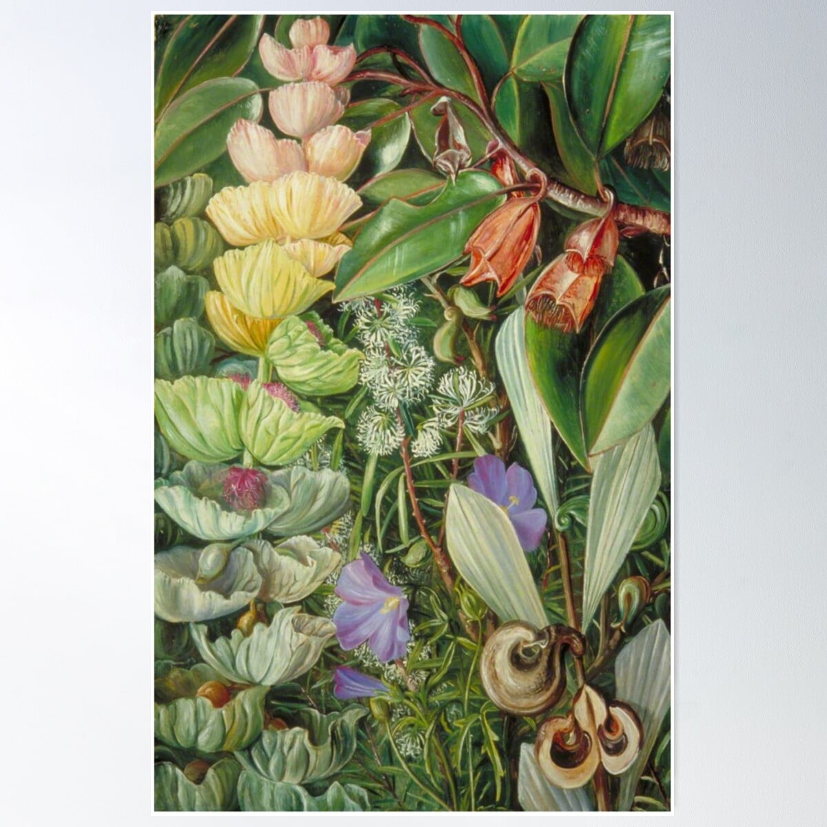 West Australian Shrubby Vegetation By Marianne North Poster Wall Art ...