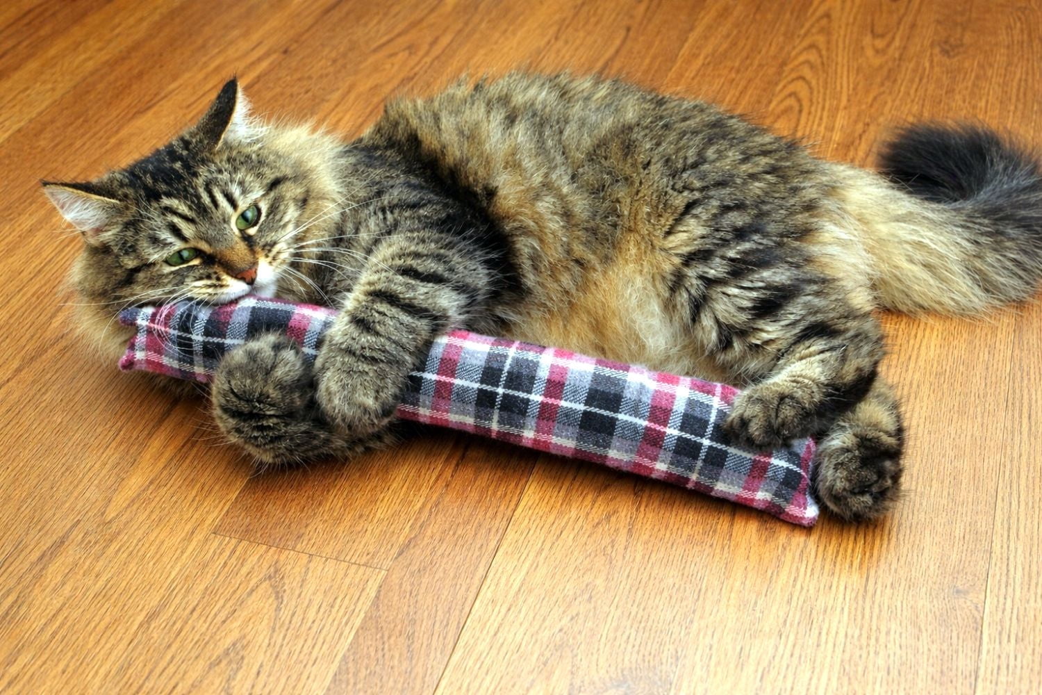West Coast Pet Products 15